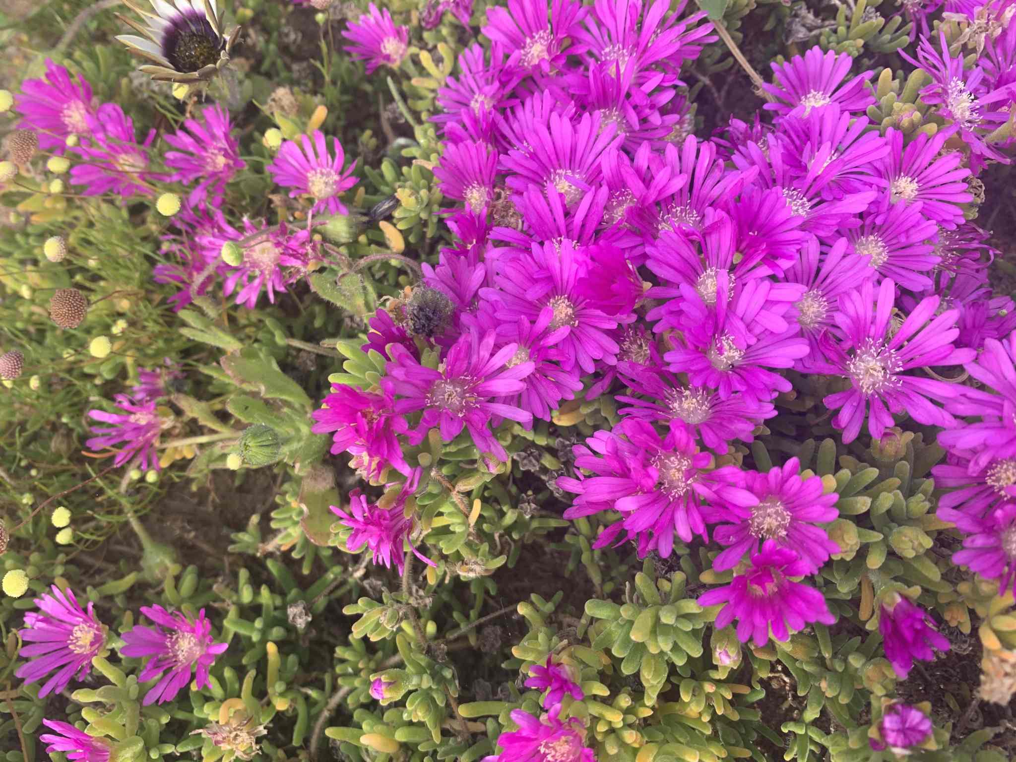 Ultimate Guide to Visiting West Coast National Park: Flower Season ...